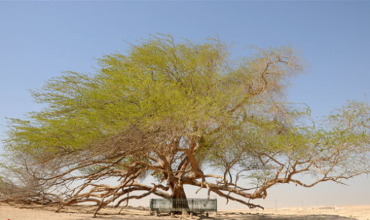 The Mysterious Tree of Life in Bahrain - World Top Top