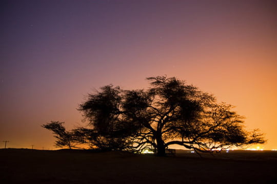 The Mysterious Tree of Life in Bahrain - World Top Top