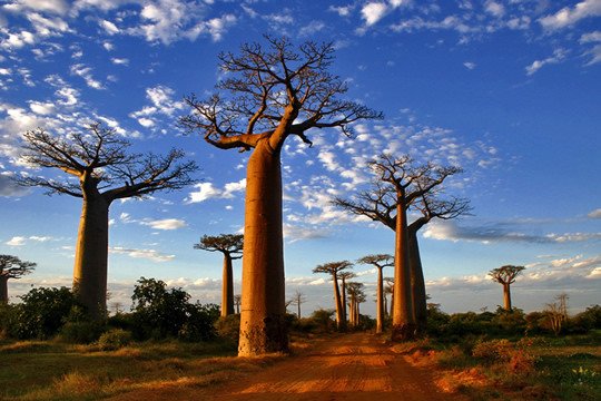 The Scenic Baobab Avenue - World Top Top