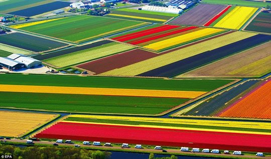 Top 15+ Flower Fields in the World - World Top Top