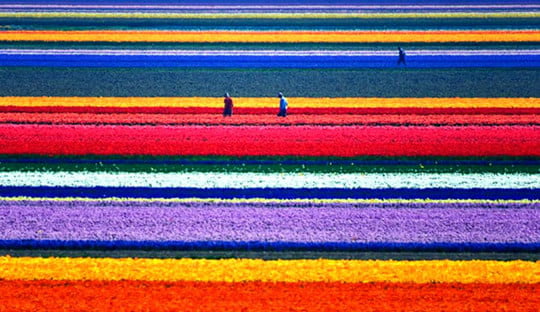 Top 15+ Flower Fields in the World - World Top Top