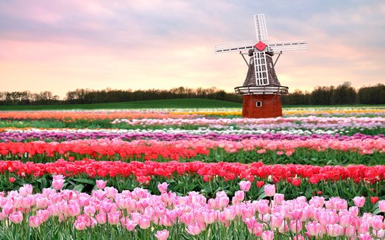 Top 15+ Flower Fields in the World - World Top Top