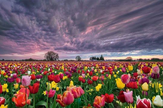 Top 15+ Flower Fields in the World - World Top Top