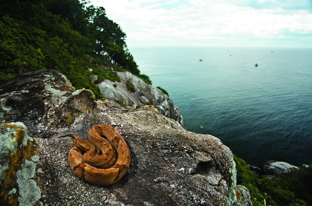 Snake Island - The Deadliest Island in the World - World Top Top